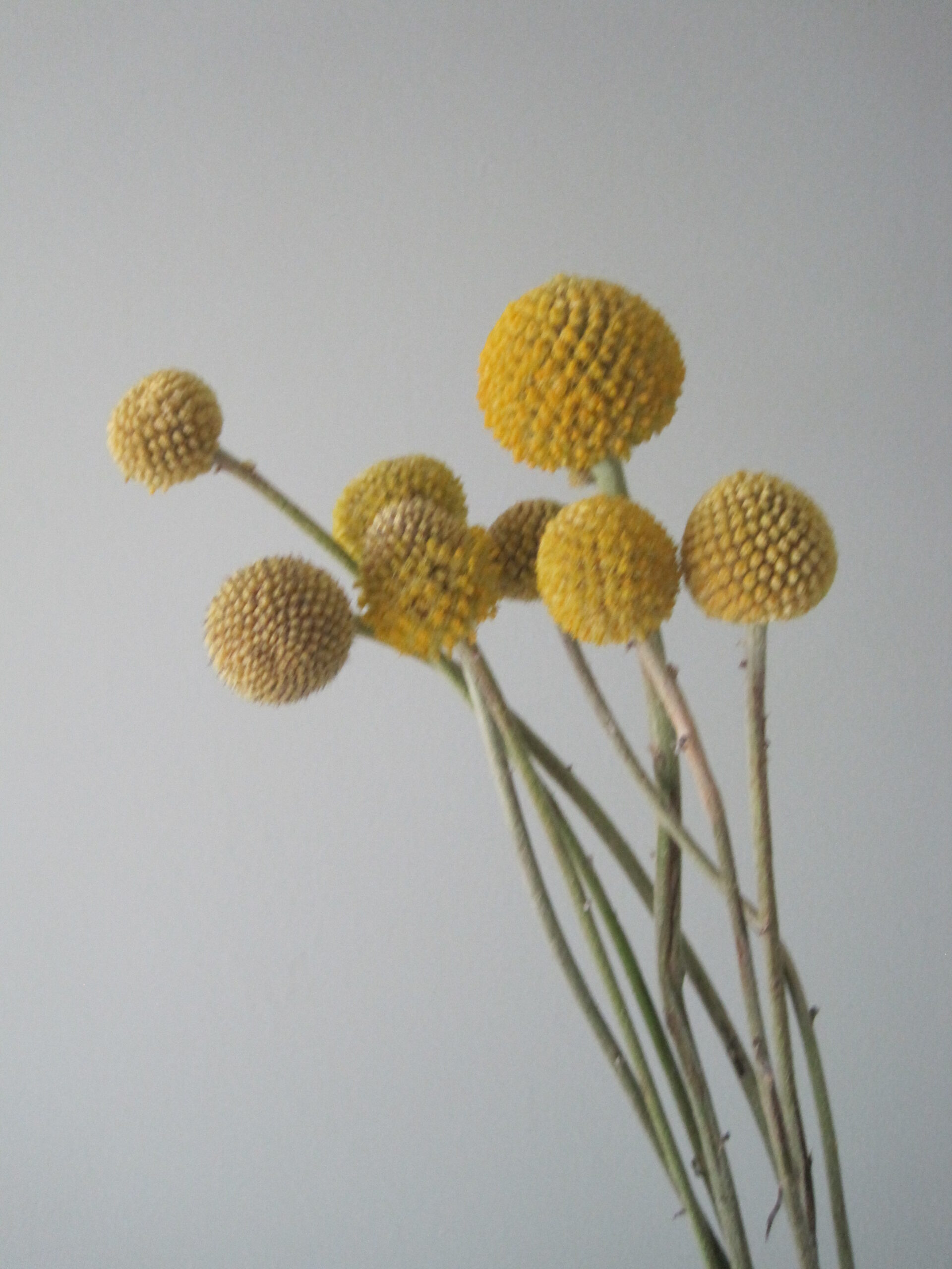Craspedia Globosa aka Billy Balls – Flirty Fleurs The Florist Blog ...