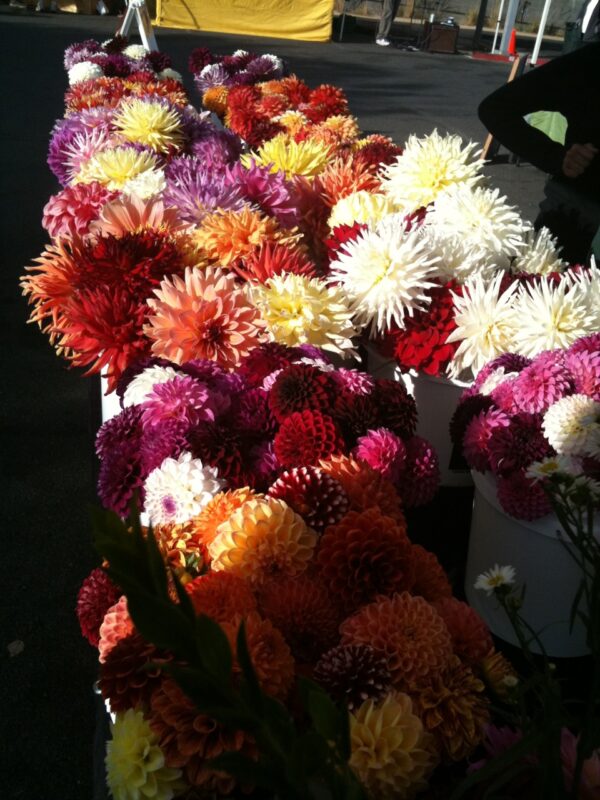 Aztec Dahlias – Flirty Fleurs The Florist Blog – Inspiration for Floral ...