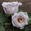 The Lavender & Purple Rose Study – Flirty Fleurs The Florist Blog ...