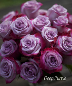 The Lavender & Purple Rose Study – Flirty Fleurs The Florist Blog ...