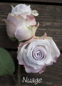 The Lavender & Purple Rose Study – Flirty Fleurs The Florist Blog ...