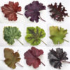 Let’s talk about Heuchera Leaves – Flirty Fleurs The Florist Blog ...